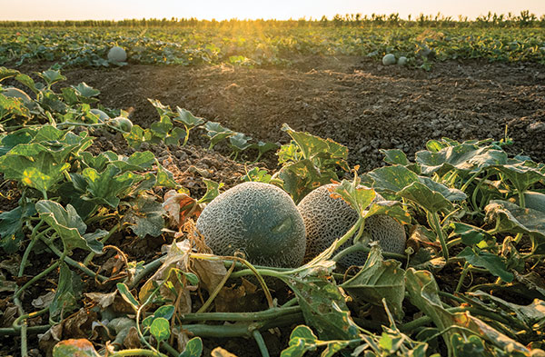 California Bountiful