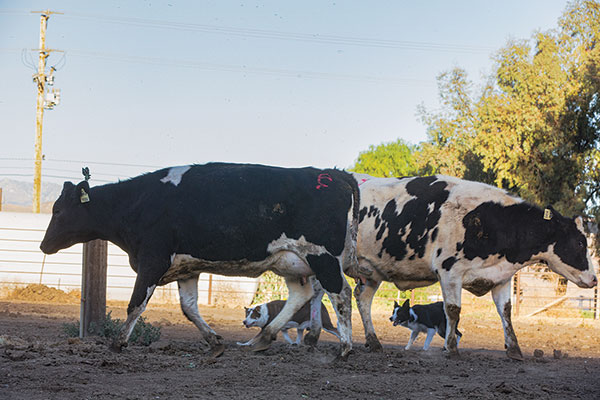 California Bountiful